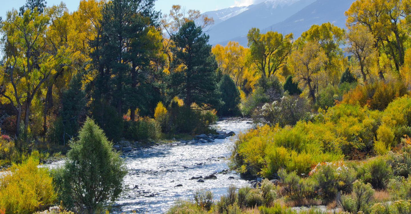 Fly Fishing in Colorado: Guide to Rivers, Seasons & Trips