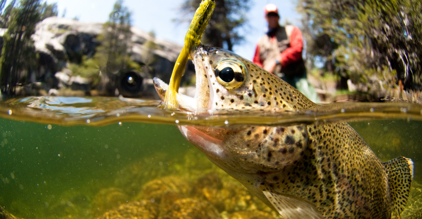 Fly Fishing in Colorado: Guide to Rivers, Seasons & Trips